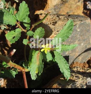 Wild Jute (Corchorus tridens Stock Photo - Alamy