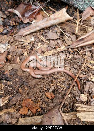Sharp-tailed Snake (Contia tenuis Stock Photo - Alamy