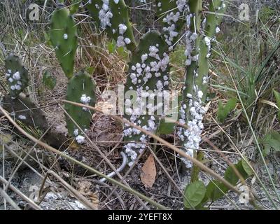 American cochineal bug (Dactylopius confusus Stock Photo - Alamy