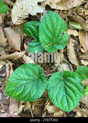 Round-leaved Violet (Viola rotundifolia Stock Photo - Alamy