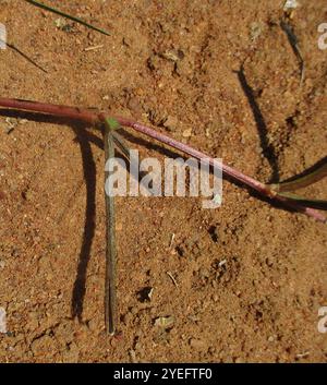 Wild Jute (Corchorus tridens Stock Photo - Alamy