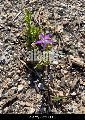 Venus's looking-glass (Triodanis biflora Stock Photo - Alamy