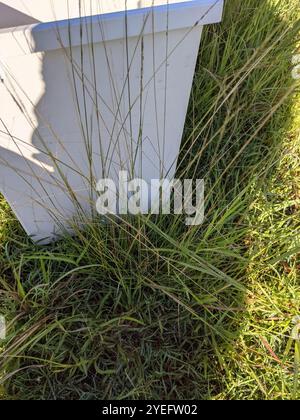 slender rat's tail grass (Sporobolus elongatus Stock Photo - Alamy