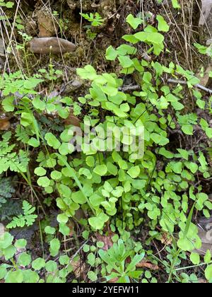 California Maidenhair Fern (Adiantum jordanii Stock Photo - Alamy