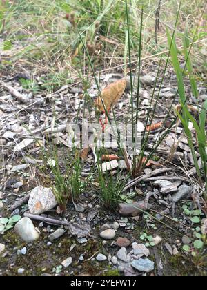 Slender Path Rush (Juncus tenuis Stock Photo - Alamy
