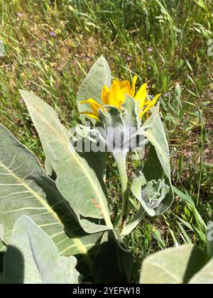 Gray Mule-Ears (Wyethia helenioides Stock Photo - Alamy
