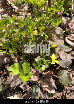 Appalachian barren-strawberry (Waldsteinia fragarioides) Plantae Stock ...