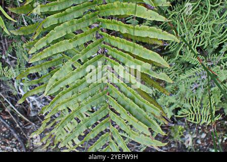 Cape Hard Fern (Blechnum capense) Plantae Stock Photo - Alamy