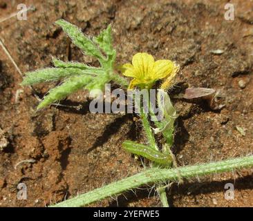 South African Spiny Cucumber (Cucumis zeyheri Stock Photo - Alamy