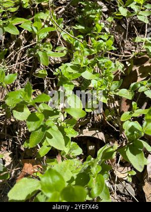 modesty (Whipplea modesta Stock Photo - Alamy
