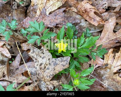 bristly buttercup (Ranunculus hispidus Stock Photo - Alamy