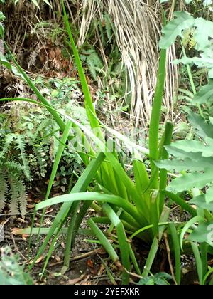 woolly frog's-mouth (Philydrum lanuginosum) Plantae Stock Photo - Alamy