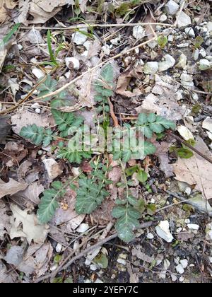 white avens (Geum canadense Stock Photo - Alamy