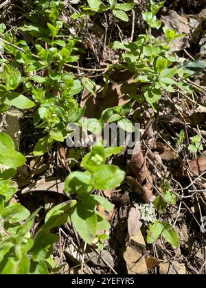 modesty (Whipplea modesta Stock Photo - Alamy