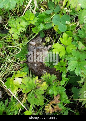 Old World Rats (Rattus Stock Photo - Alamy