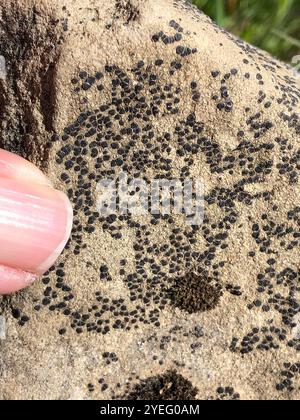 concentric boulder lichen (Porpidia crustulata Stock Photo - Alamy