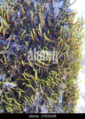 smooth hook moss (Leucodon julaceus), Plantae, Manchester Dr, Bella ...