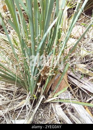 iron-grass (Lomandra multiflora dura Stock Photo - Alamy
