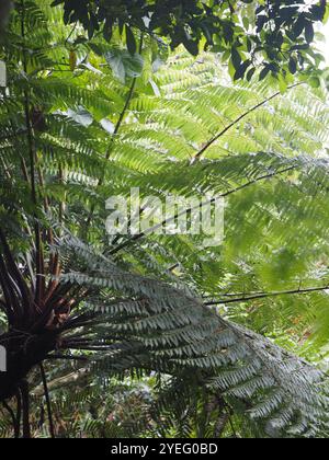 Spiny Tree Fern (Alsophila spinulosa Stock Photo - Alamy