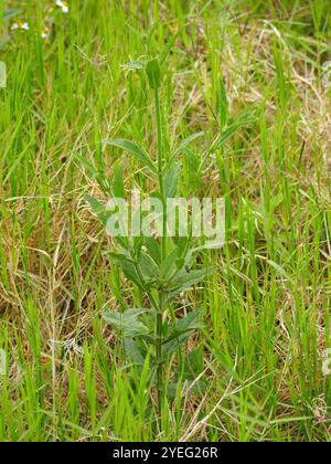 purpletop vervain (Verbena incompta Stock Photo - Alamy