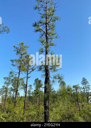 pond pine (Pinus serotina Stock Photo - Alamy