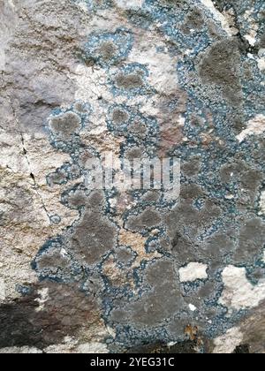 black-bordered shingle lichen (Parmeliella thriptophylla Stock Photo ...