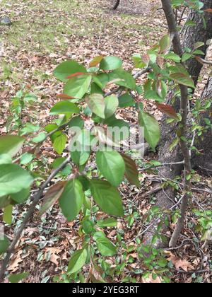 Hupeh Crabapple (Malus hupehensis Stock Photo - Alamy