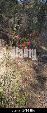 red bush monkeyflower (Diplacus puniceus Stock Photo - Alamy