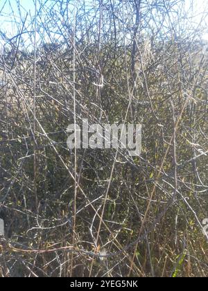 Makaka (Plagianthus divaricatus Stock Photo - Alamy