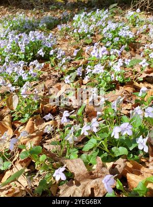 Long-spurred violet (Viola rostrata Stock Photo - Alamy