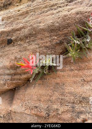 Zion Indian paintbrush (Castilleja scabrida scabrida) Plantae Stock ...