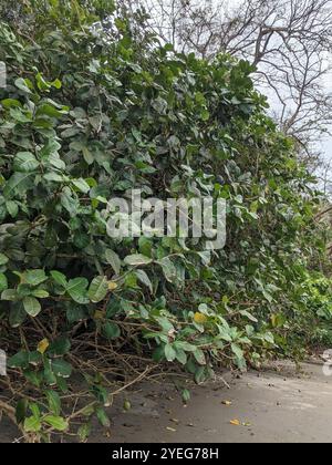 black calabash (Amphitecna latifolia Stock Photo - Alamy