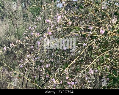 southern coastal bushmallow (Malacothamnus fasciculatus Stock Photo - Alamy