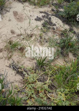 Branch Capespinach (Trachyandra divaricata Stock Photo - Alamy