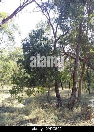 grey box (Eucalyptus microcarpa Stock Photo - Alamy