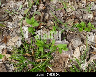 Running Strawberry-bush (Euonymus obovatus) Plantae Stock Photo - Alamy