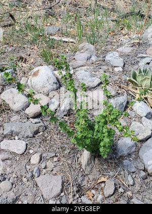 white-stemmed gooseberry (Ribes inerme Stock Photo - Alamy