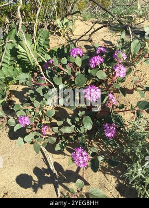 Hairy Sand Verbena (Abronia villosa villosa), Plantae, Borrego Springs ...