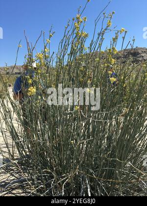 rush milkweed (Asclepias subulata Stock Photo - Alamy