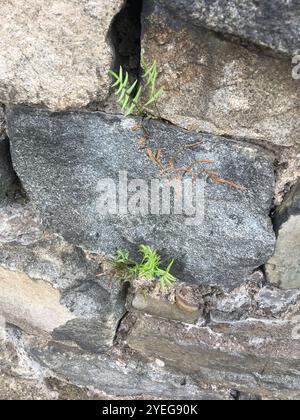 purple-stem cliffbrake (Pellaea atropurpurea Stock Photo - Alamy