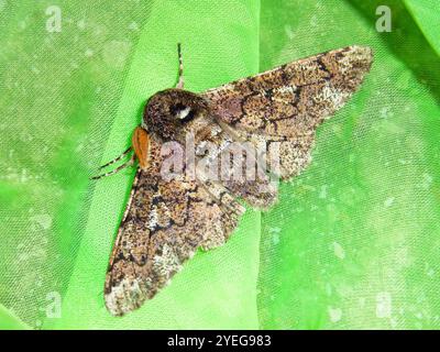(Biston robustum robustum Stock Photo - Alamy