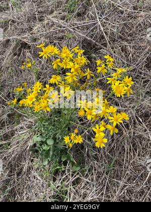 Prairie Groundsel (Packera plattensis Stock Photo - Alamy