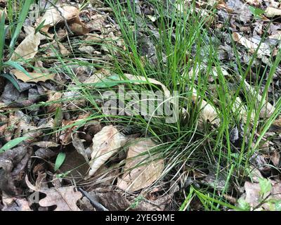 Slender Oak Sedge (Carex albicans australis Stock Photo - Alamy