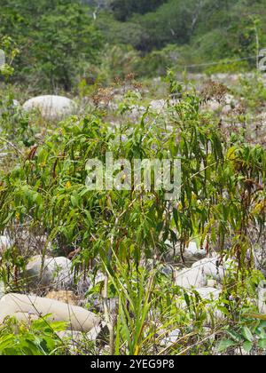 Asiatic butterfly-bush (Buddleja asiatica) Plantae Stock Photo - Alamy