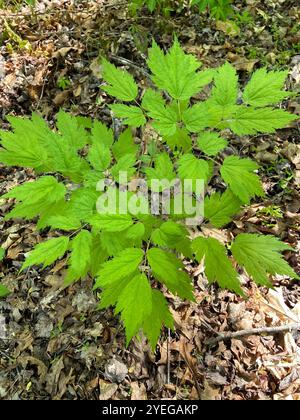 baneberries and cohoshes (Actaea Stock Photo - Alamy