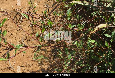 Wild Jute (Corchorus tridens Stock Photo - Alamy