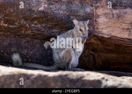 A Monjon (Petrogale burbidgei) in The Kimberley, Western Australia ...