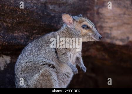 A Monjon (Petrogale burbidgei) in The Kimberley, Western Australia ...