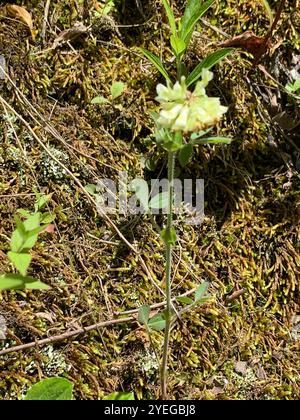 buffalo clover (Trifolium reflexum Stock Photo - Alamy