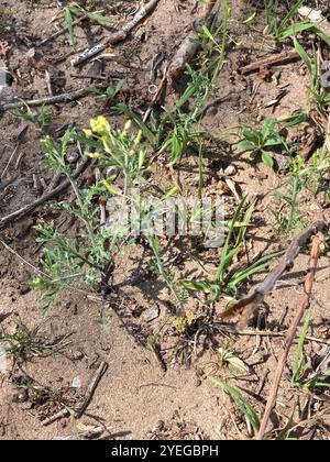 Western Tansymustard (Descurainia pinnata Stock Photo - Alamy